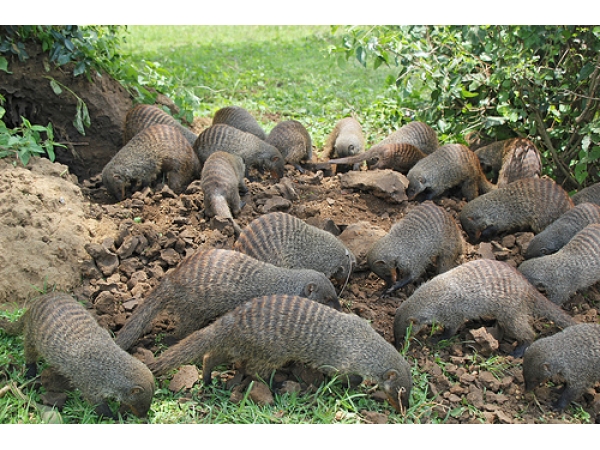 Queen Elizabeth National Park