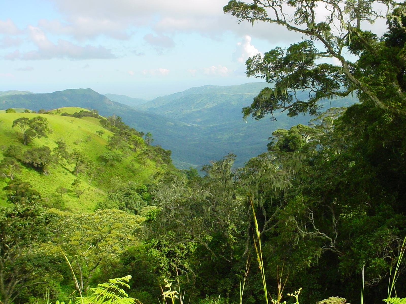 The largest man made forest in Africa - Viphya Forest (Photos) | BOOMSbeat
