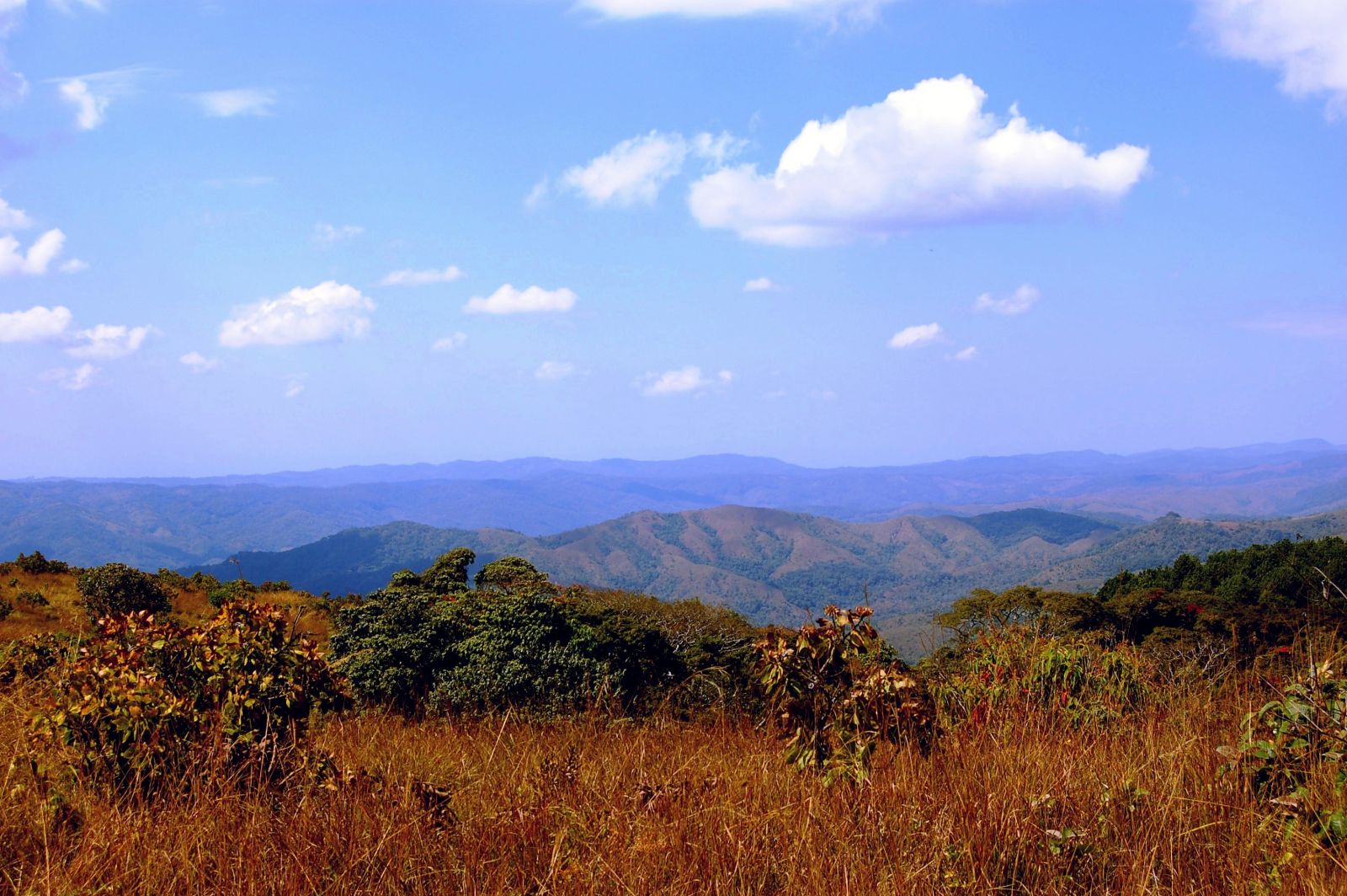 The largest man made forest in Africa - Viphya Forest (Photos) | BOOMSbeat